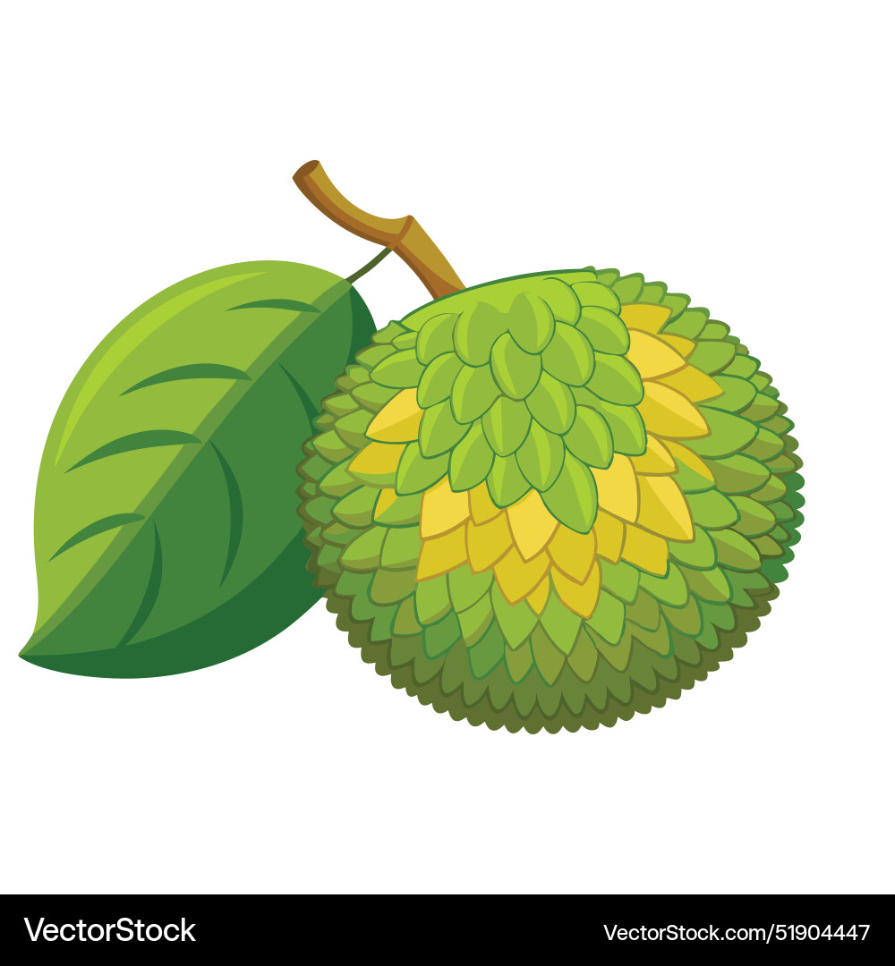 Jackfruit fruit flat on white background Vector Image
