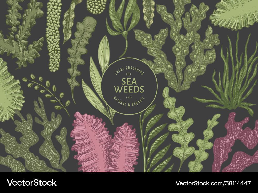 Seaweed design template hand drawn seaweeds Vector Image