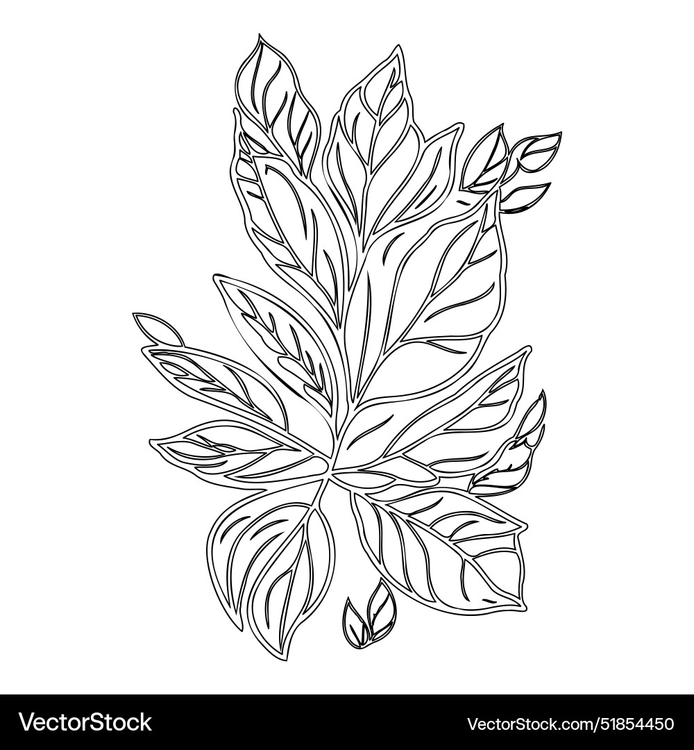 Lilac leaf floral outline sketch Royalty Free Vector Image