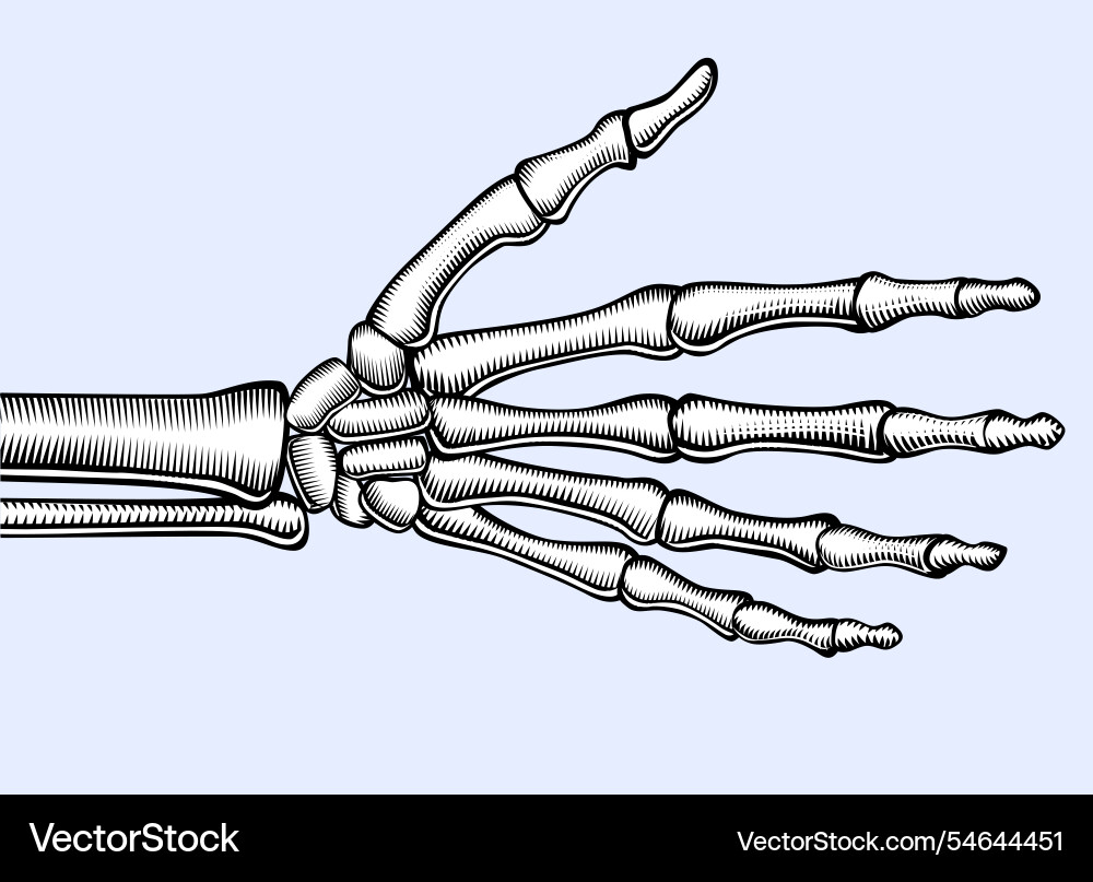 Open skeleton palm hand Royalty Free Vector Image