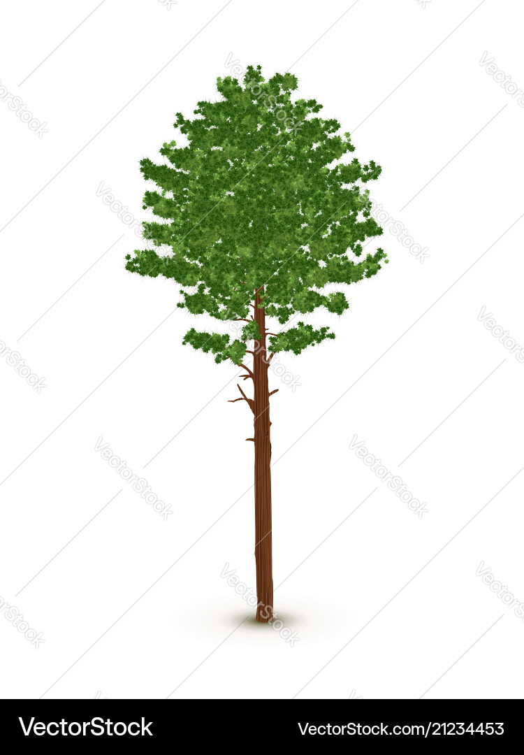 Pine tree Royalty Free Vector Image - VectorStock