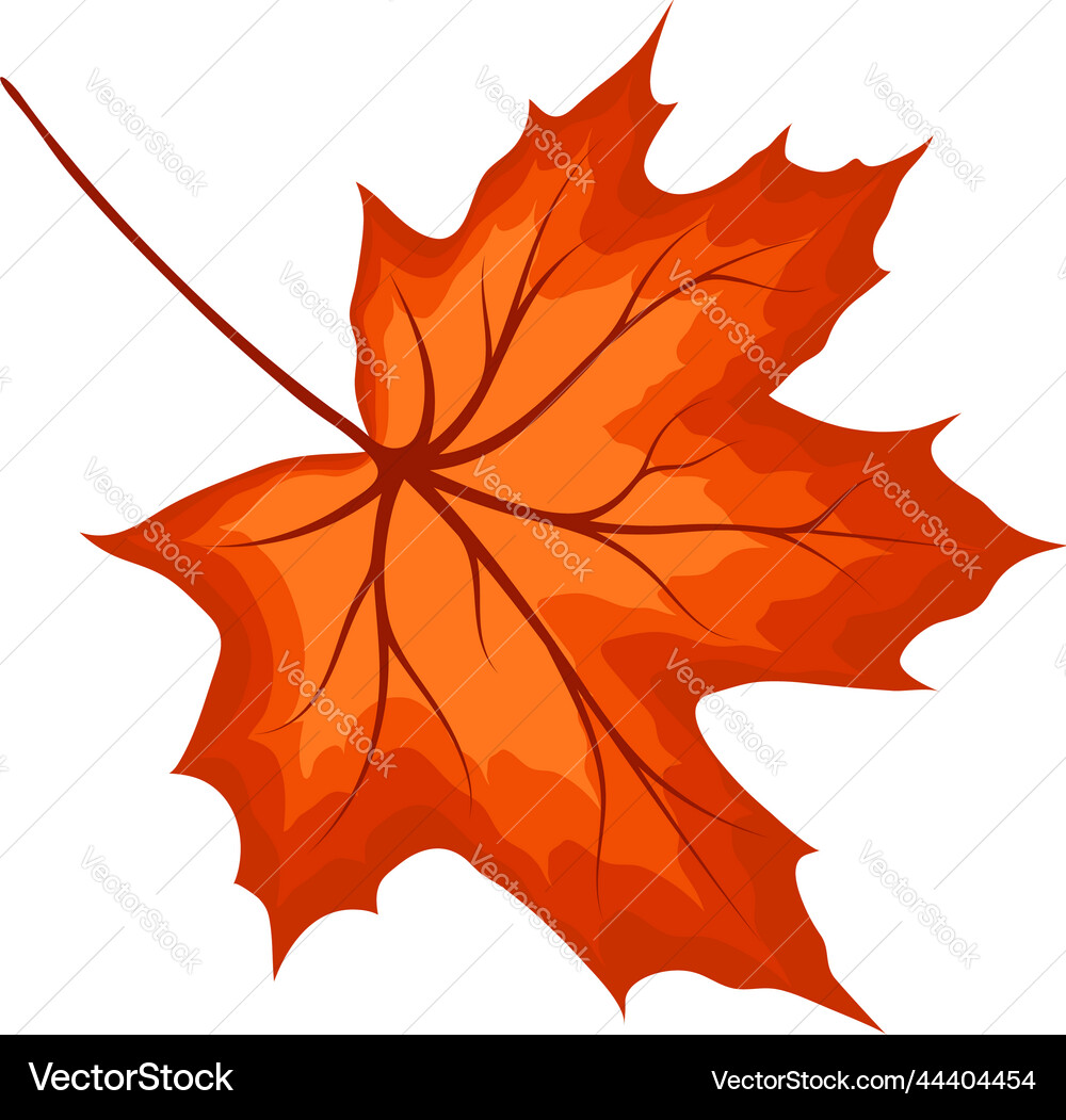 Maple fall leaf Royalty Free Vector Image - VectorStock
