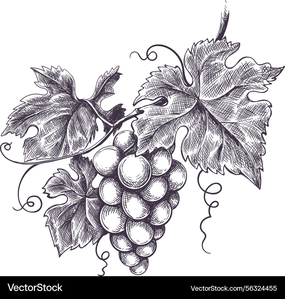 Grapes bunch ink pen sketch Royalty Free Vector Image