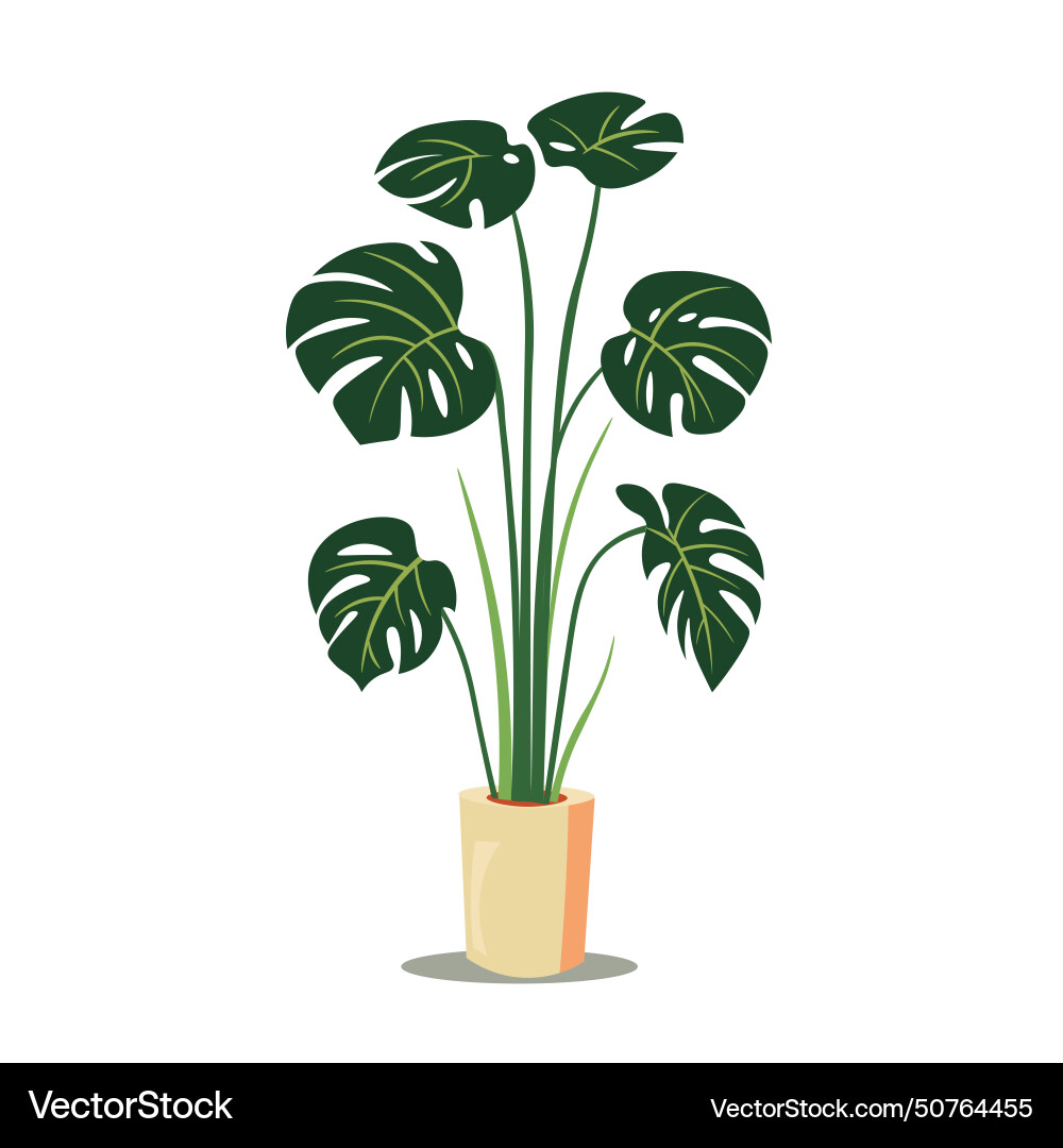Monstera plant in a vase tree pot Royalty Free Vector Image