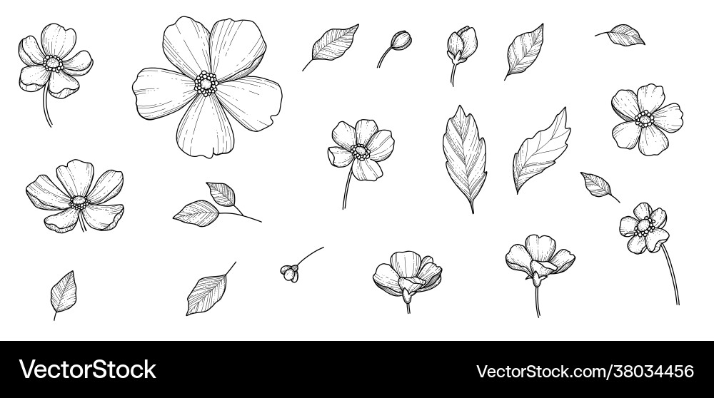 Free hand sakura flower set beautiful line Vector Image