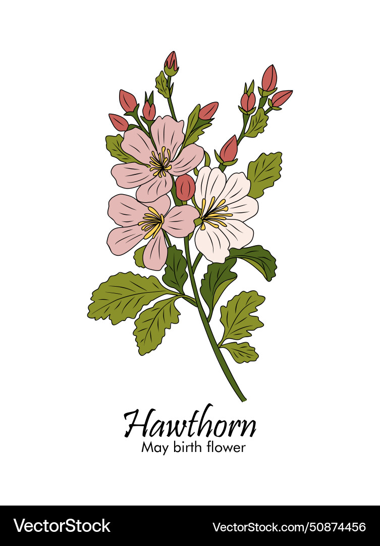 Hawthorn colored outline drawing on white Vector Image