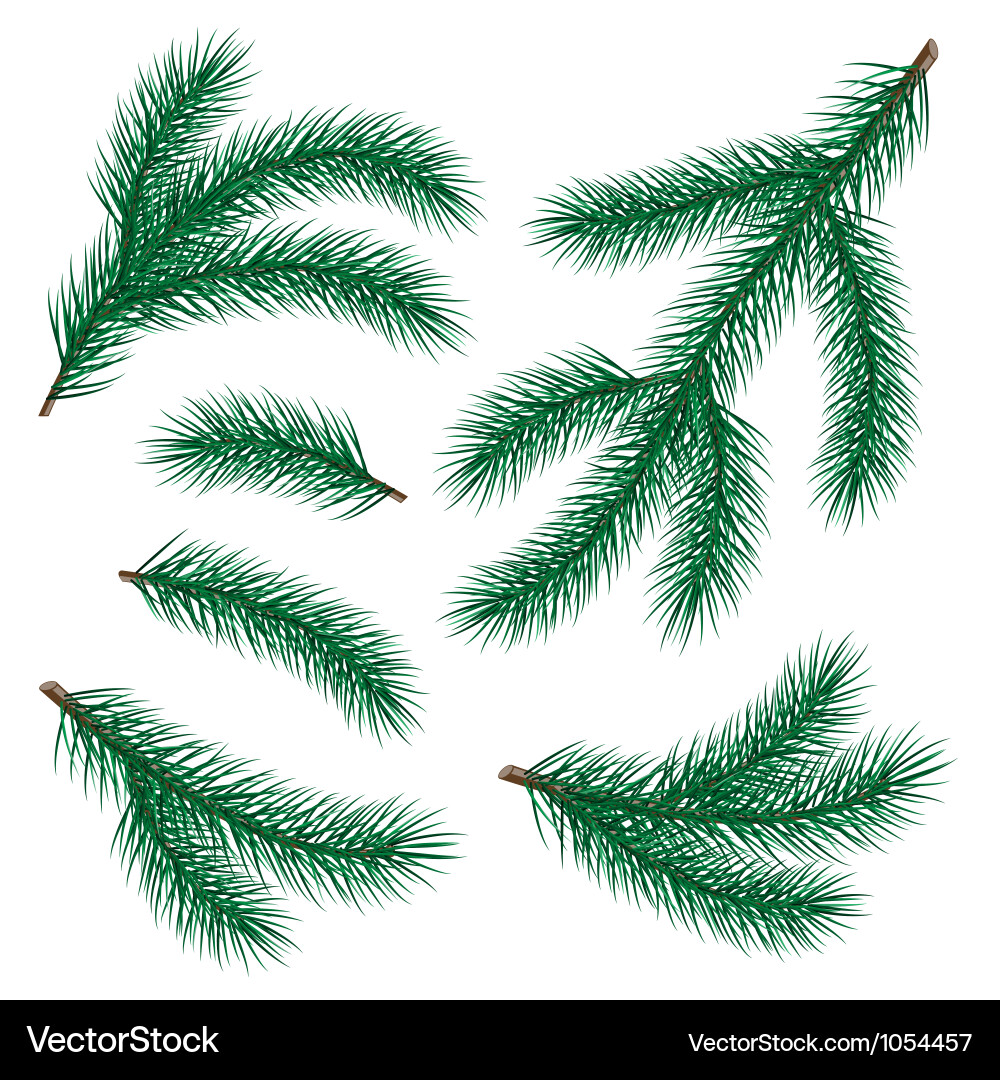 Set of fir branch Royalty Free Vector Image - VectorStock