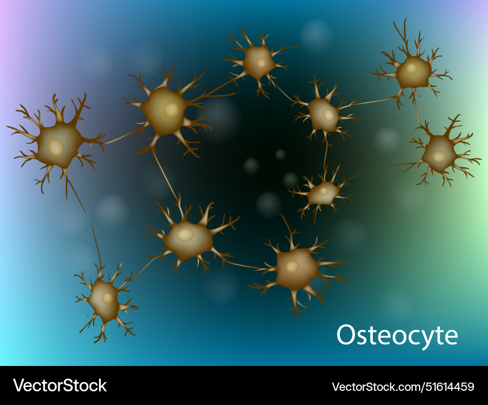 Cells in mature bone osteocyte Royalty Free Vector Image
