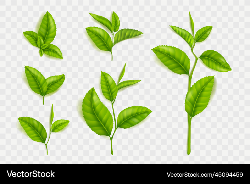 Realistic tea leaves and stems isolated set Vector Image