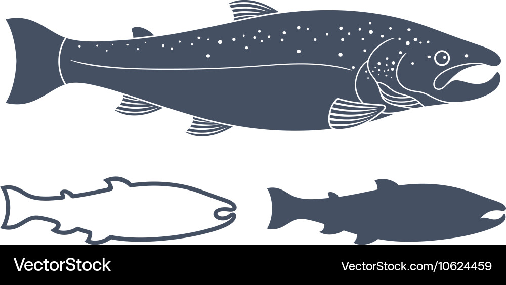 Salmon Royalty Free Vector Image - VectorStock