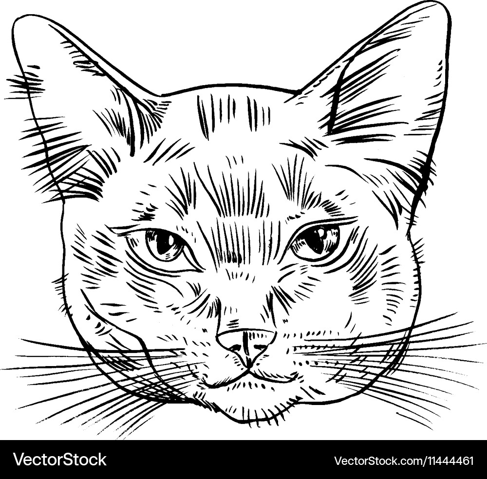 Cute Cat Head Drawing Royalty Free Vector Image