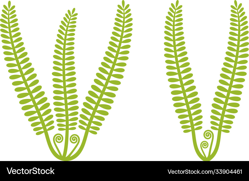 Fern Royalty Free Vector Image - VectorStock