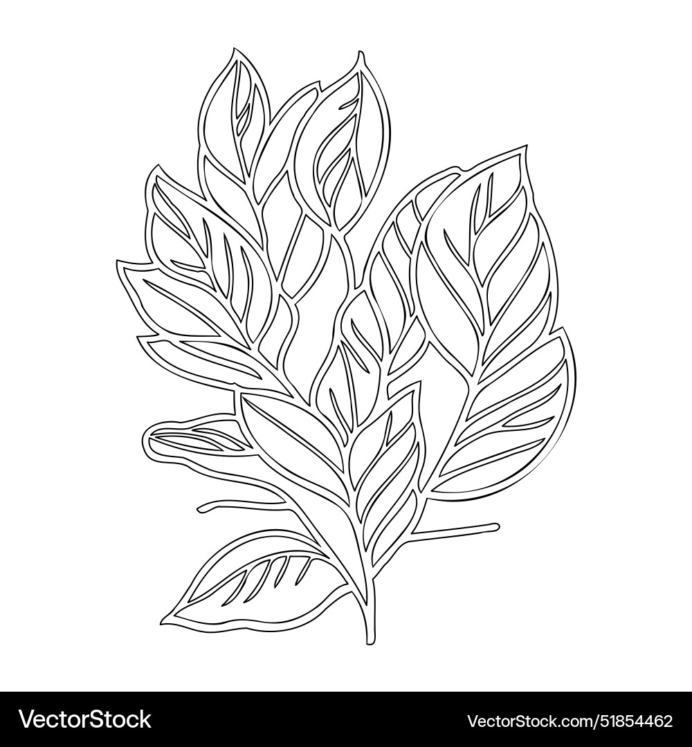 Lilac leaf floral outline sketch Royalty Free Vector Image