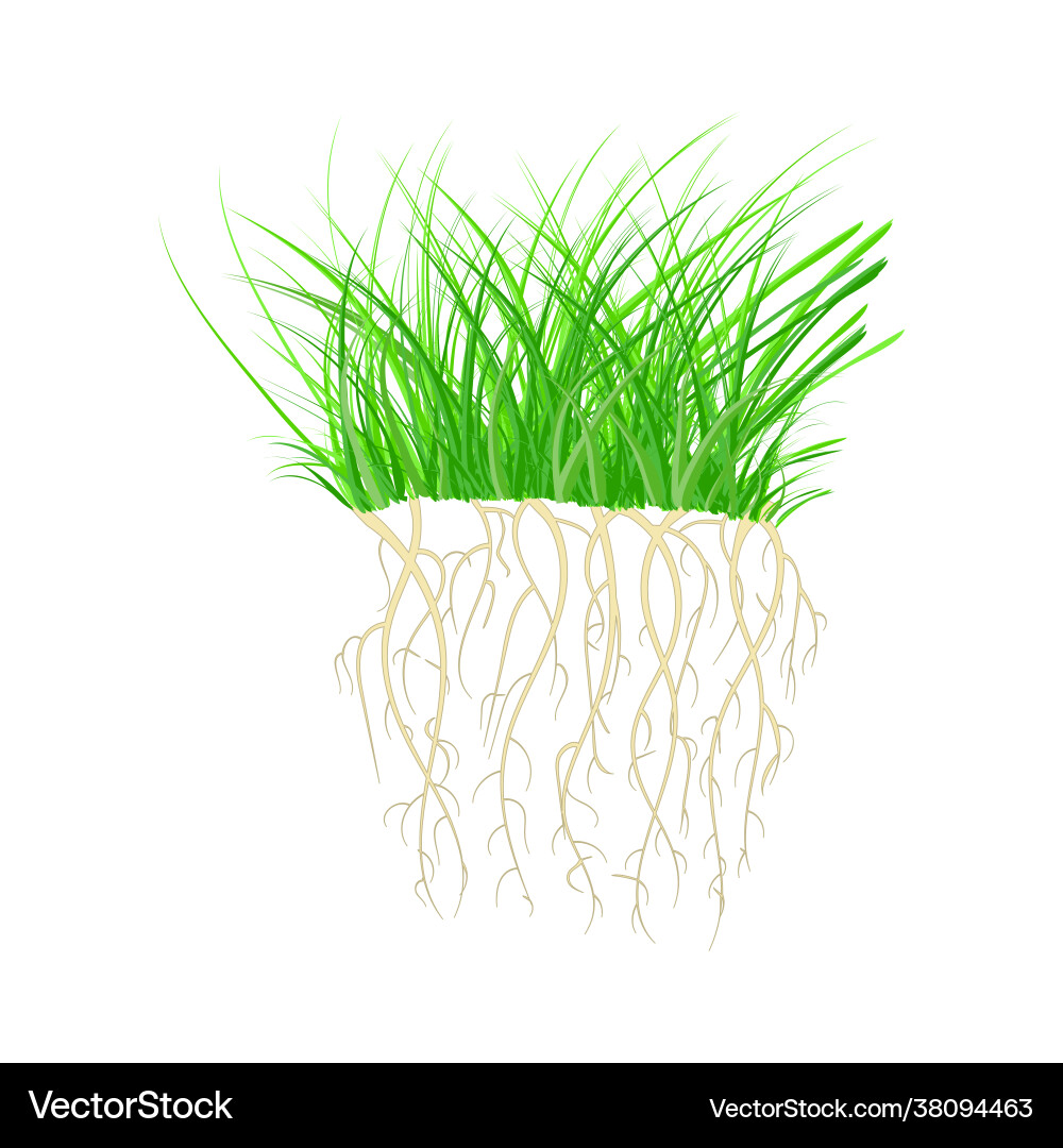 Green grass with roots Royalty Free Vector Image