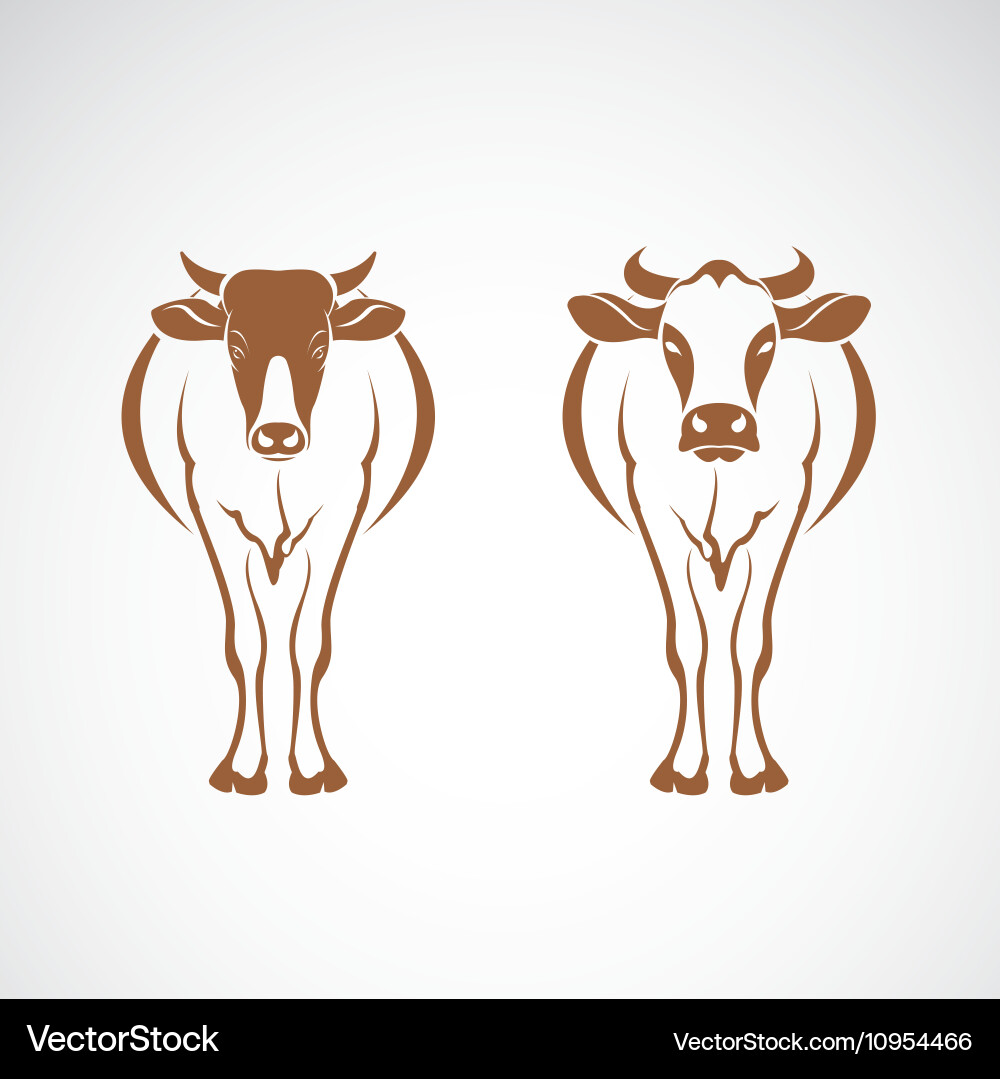 Cow Royalty Free Vector Image - VectorStock
