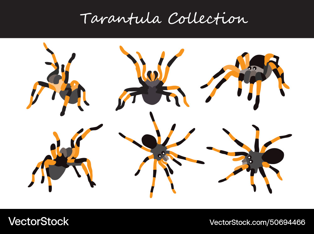 Tarantula set Royalty Free Vector Image - VectorStock