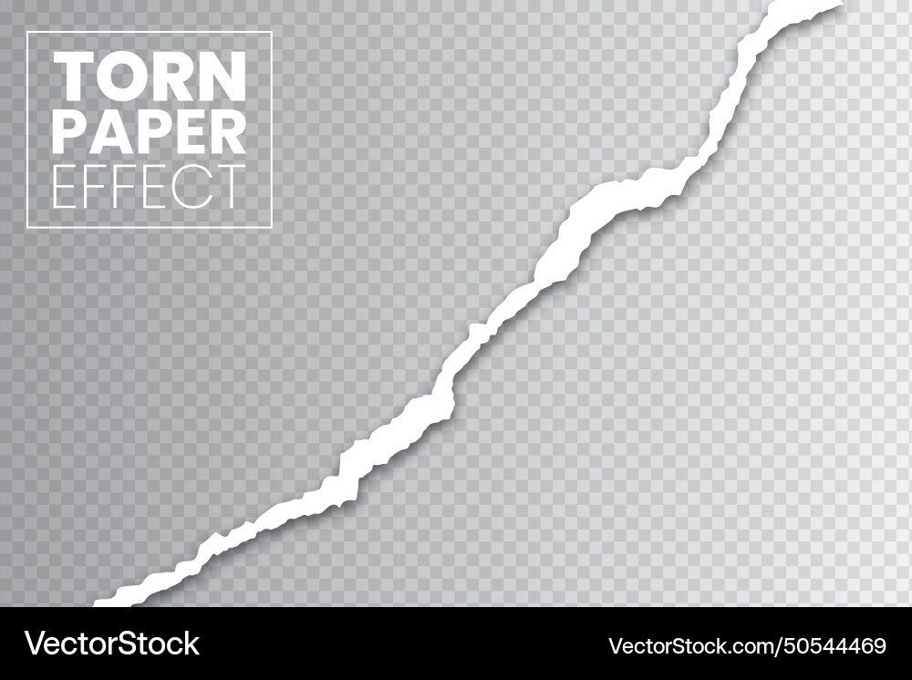 Divider ripped torn paper on transparent Vector Image