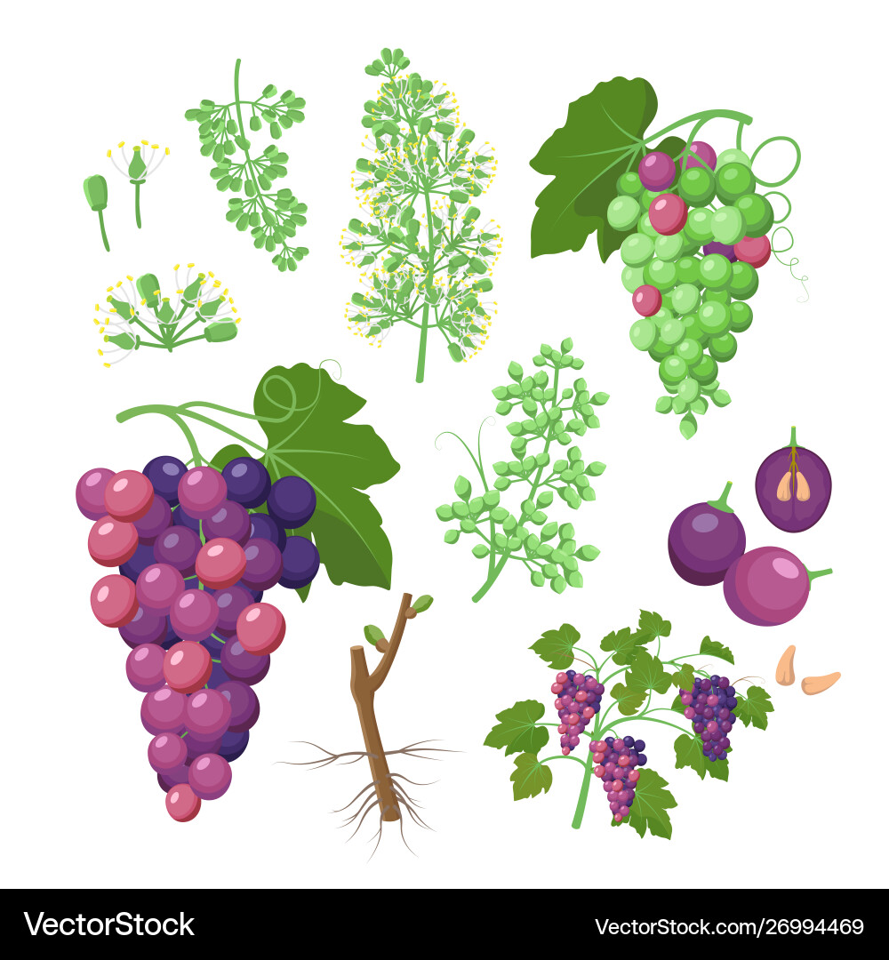 Grapevine growth set infographic elements Vector Image