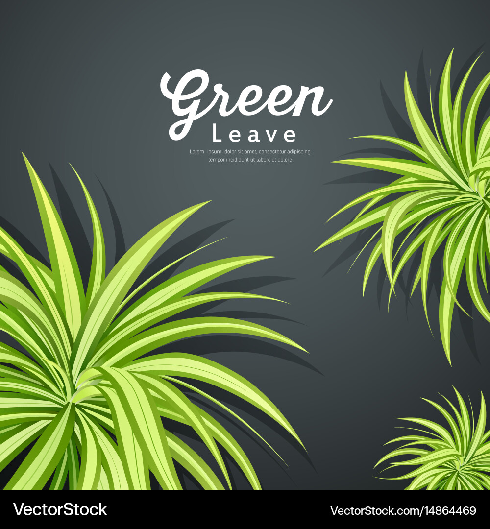 Pandanus Leaf Vector Images (55)
