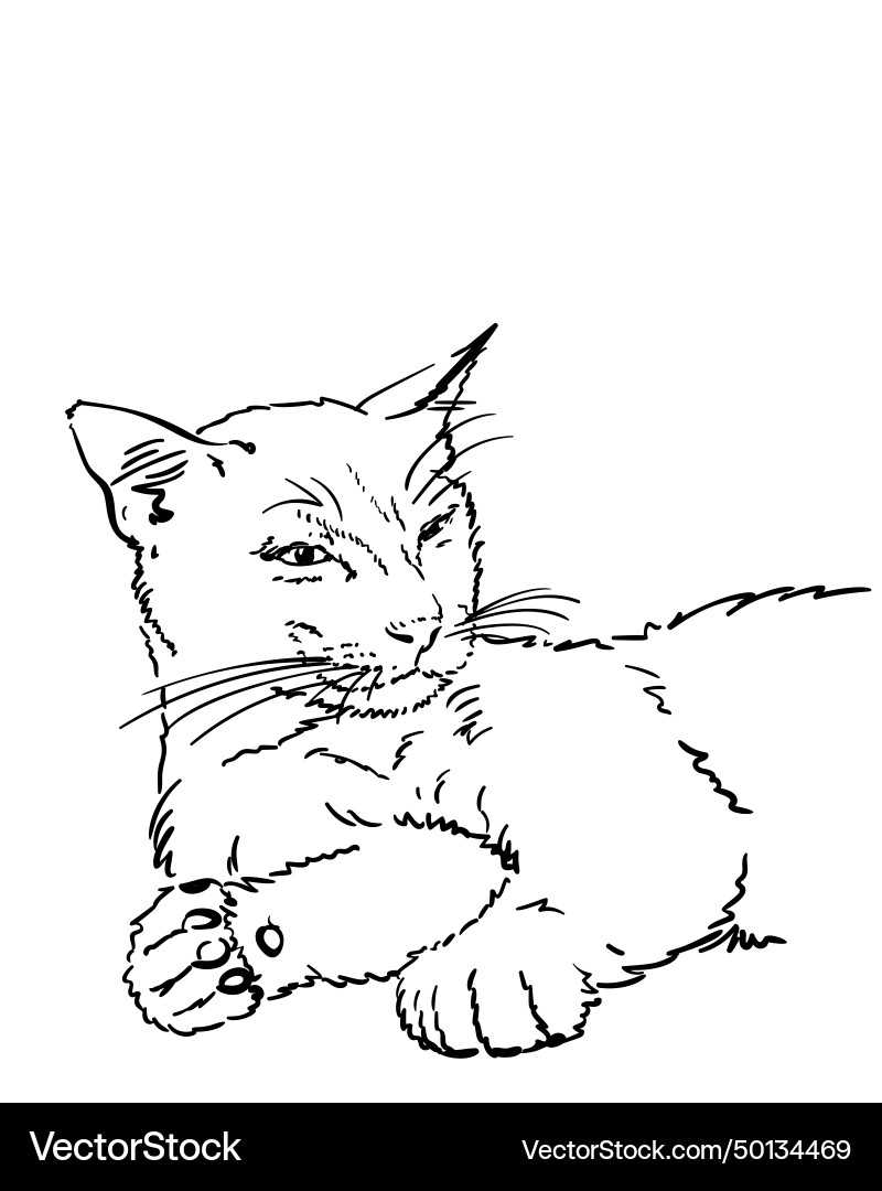 Relaxed lazy cat portrait sketch hand drawn Vector Image