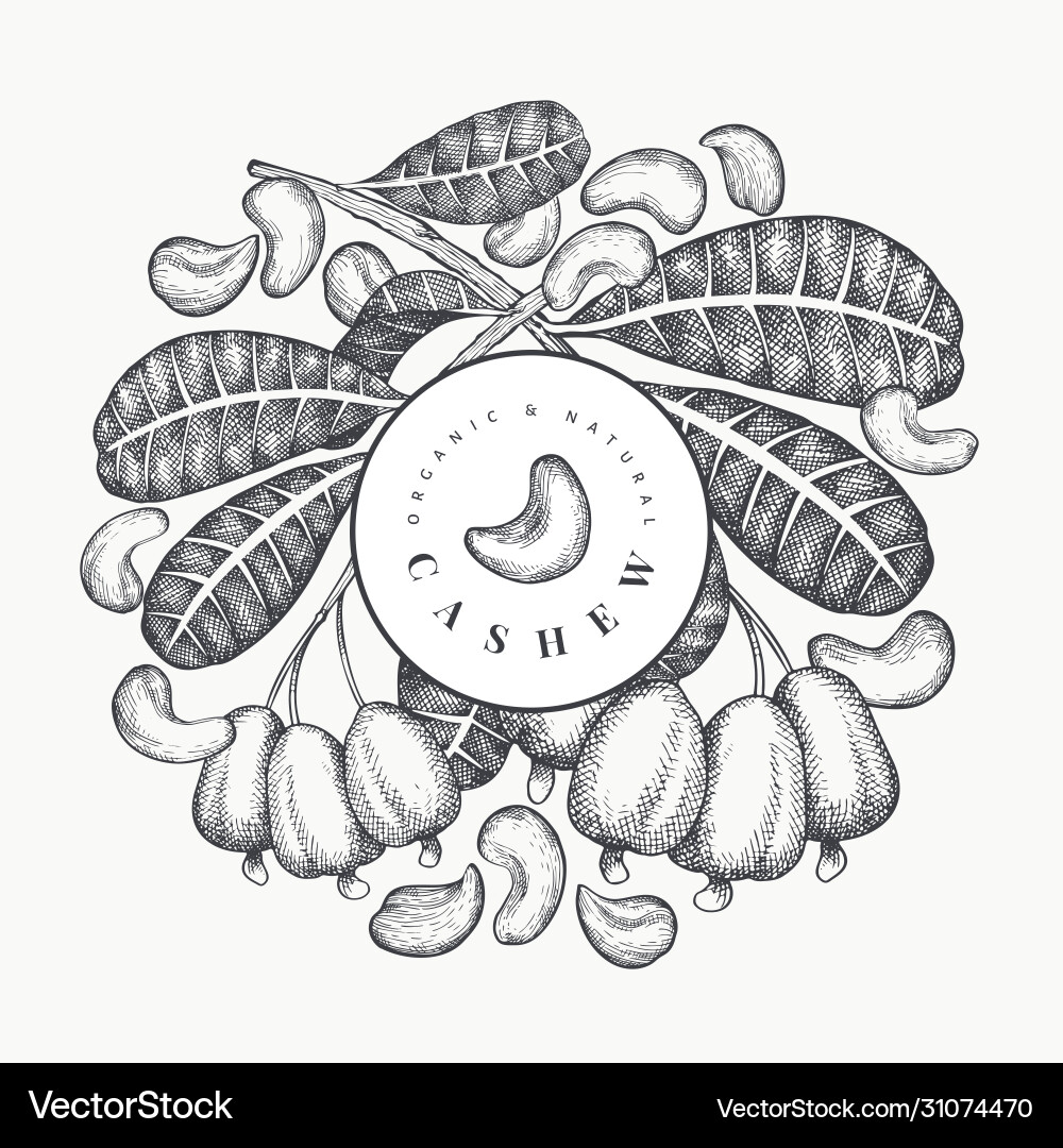 Hand drawn sketch cashew design template organic Vector Image