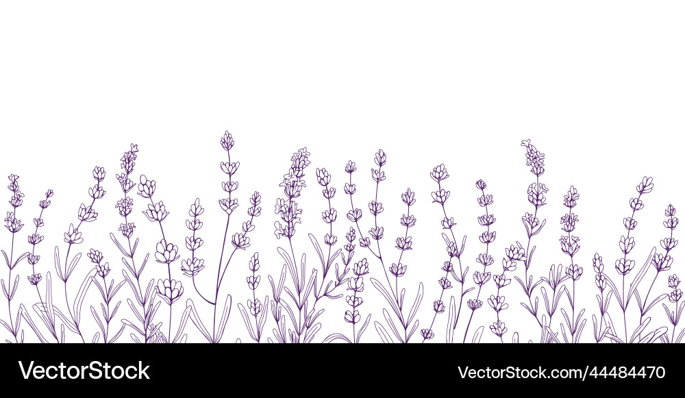 Lavender flowers botanical border engraved Vector Image