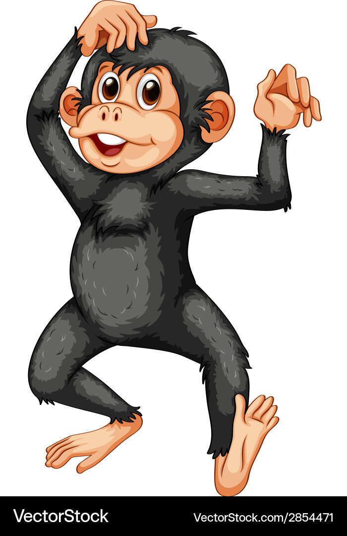 Chimpanzee Portrait Royalty Free Vector Image - VectorStock