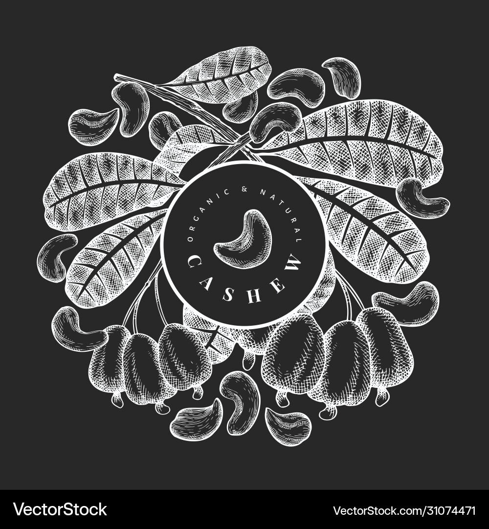 Hand drawn sketch cashew design template organic Vector Image