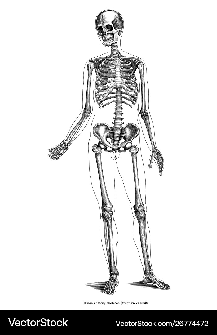 Antique engraving human anatomy skeleton front Vector Image