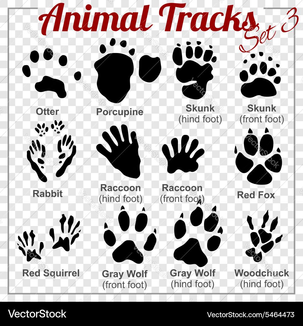 Otter Footprint Vector Images (86)