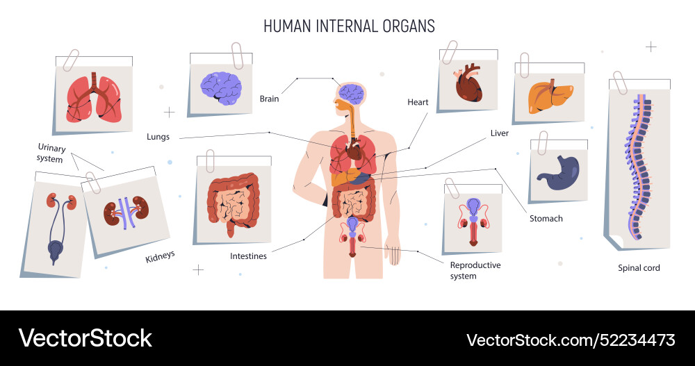 Human anatomy infographic with internal organs Vector Image