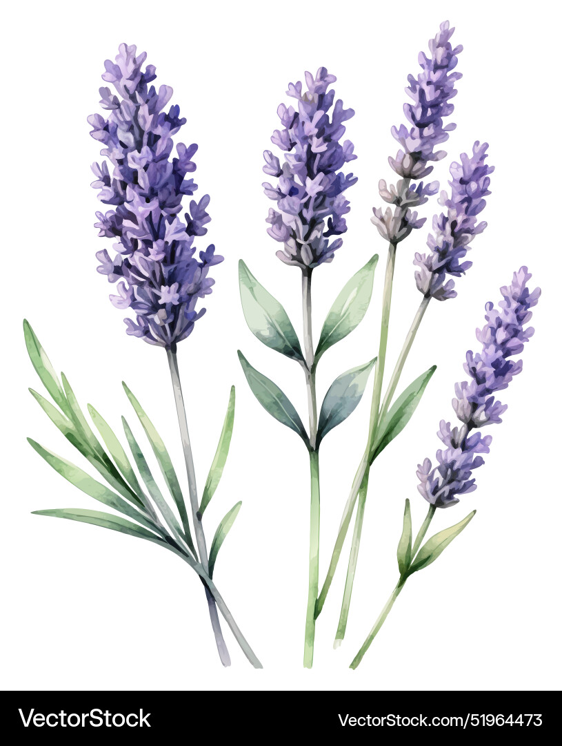 Lavender sprigs watercolor style Royalty Free Vector Image
