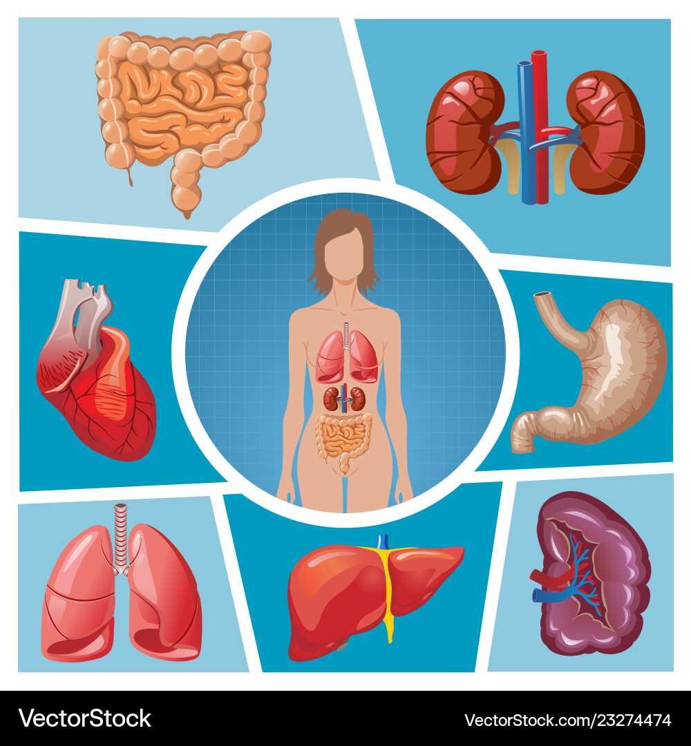 Cartoon human body parts composition Royalty Free Vector