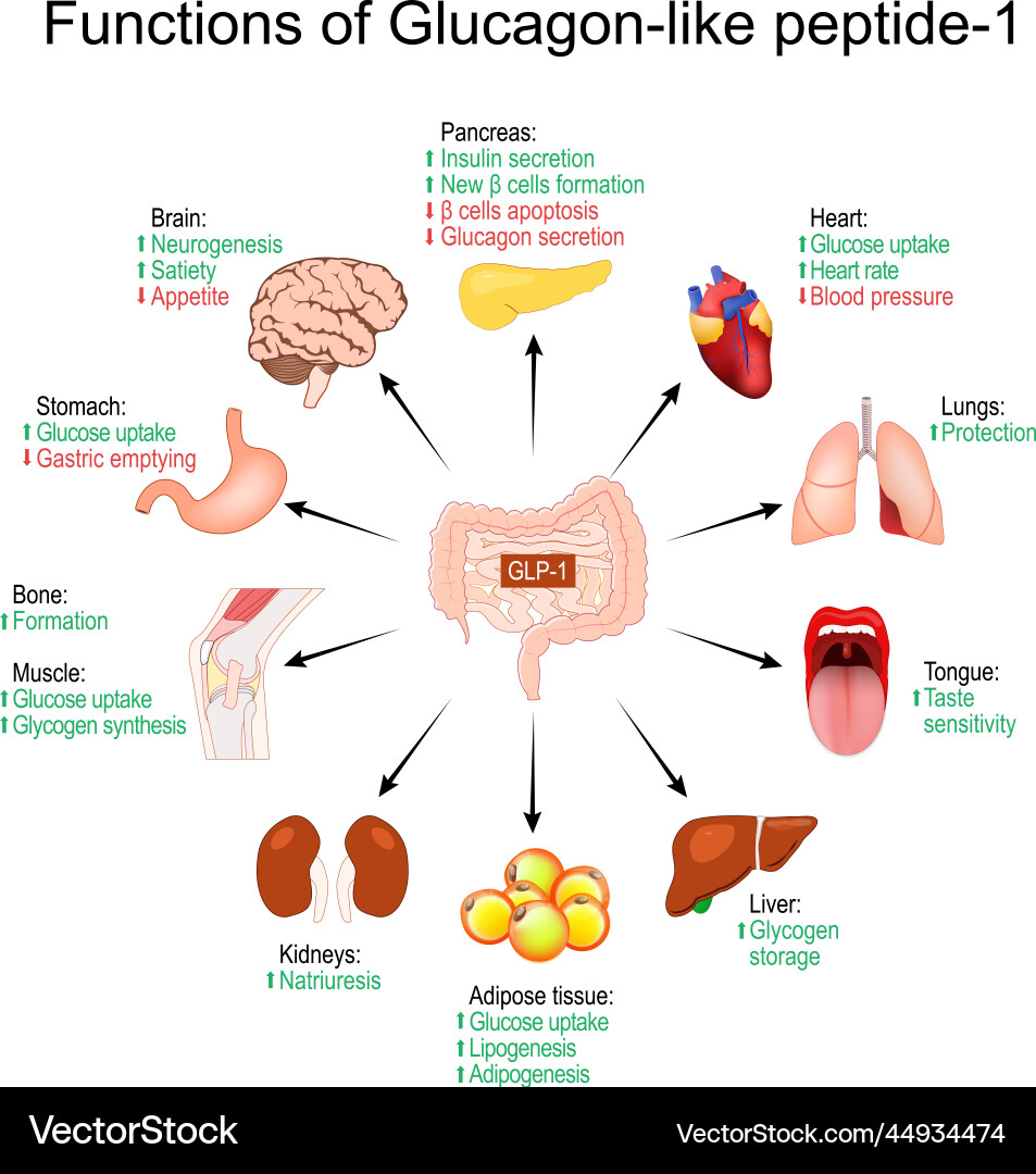 Glucagon-Like Peptide-1 (GLP-1) Functions Vector Image