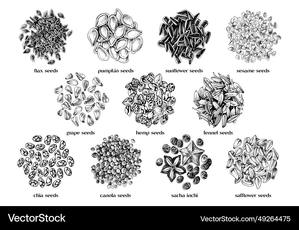 Edible seeds hand drawn collection Royalty Free Vector Image