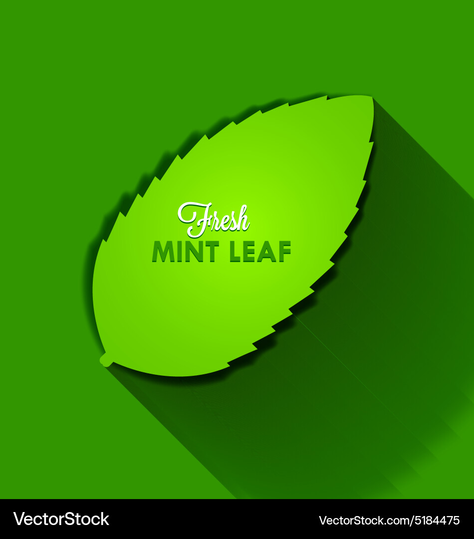 Mint leaf Royalty Free Vector Image - VectorStock