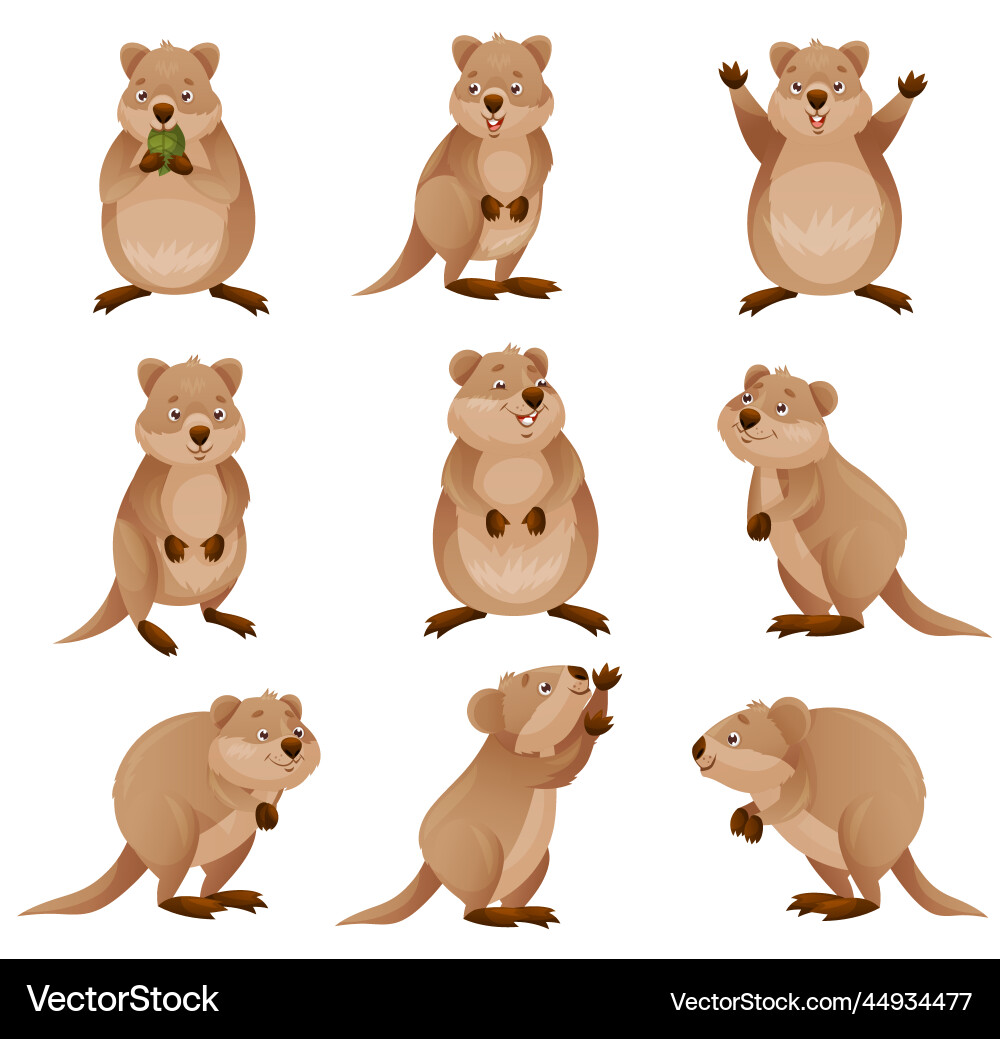 Funny quokka as short-tailed scrub wallaby Vector Image