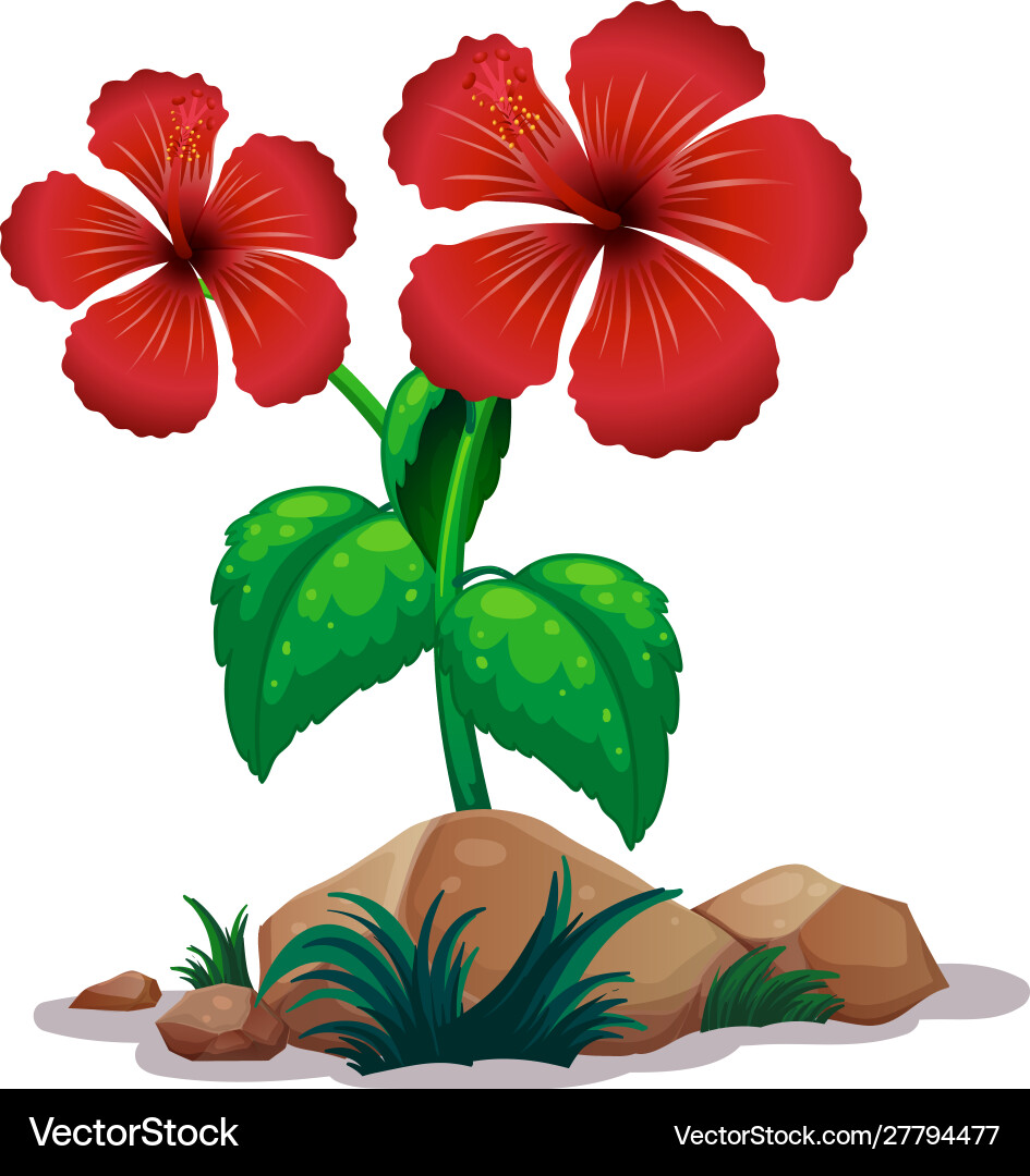 Red Hibiscus Flowers Royalty Free Vector Image