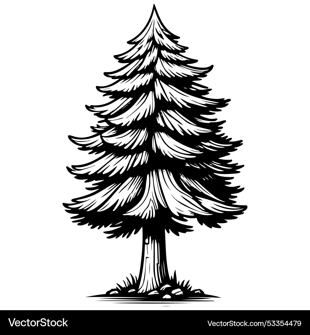Engrave cartoon pine tree monochrome outline Vector Image