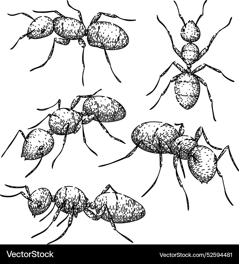 Ant set sketch hand drawn Royalty Free Vector Image