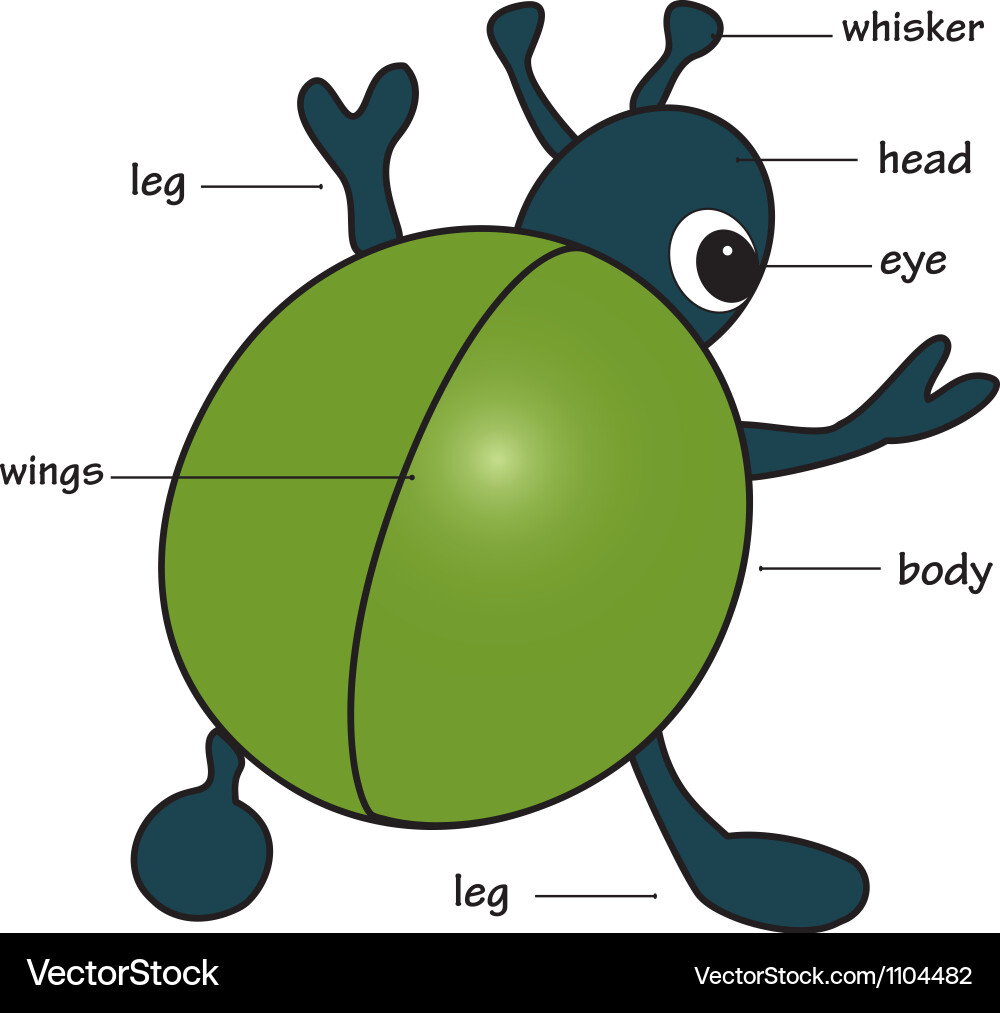 Cartoon bug Royalty Free Vector Image - VectorStock