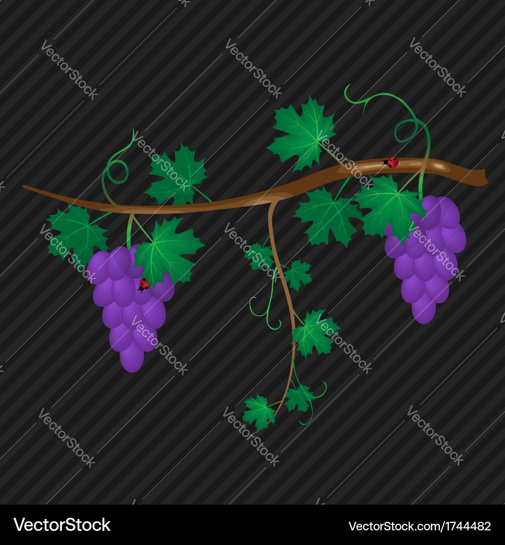 Grape vine Royalty Free Vector Image - VectorStock