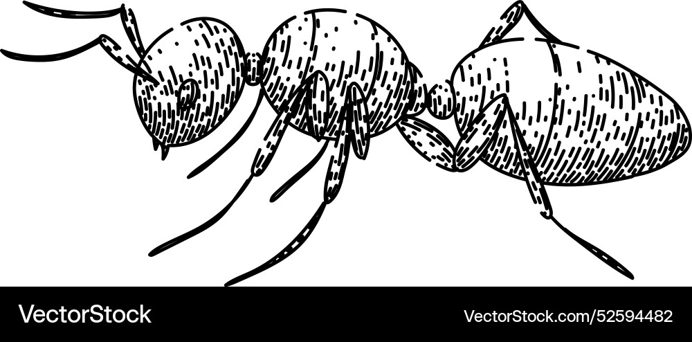 Queen ant sketch hand drawn Royalty Free Vector Image