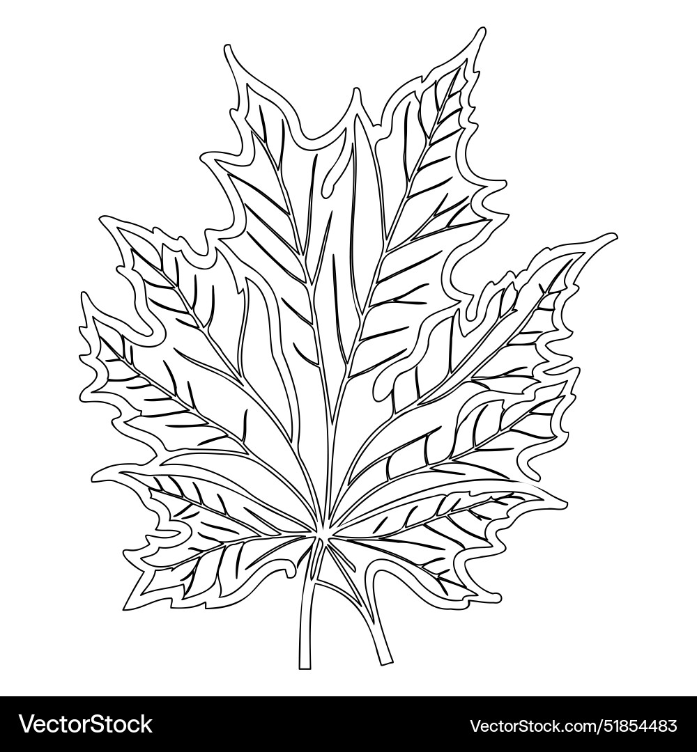 Maple leaf floral outline sketch Royalty Free Vector Image