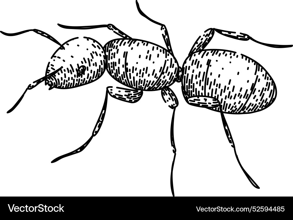 Colony ant sketch hand drawn Royalty Free Vector Image