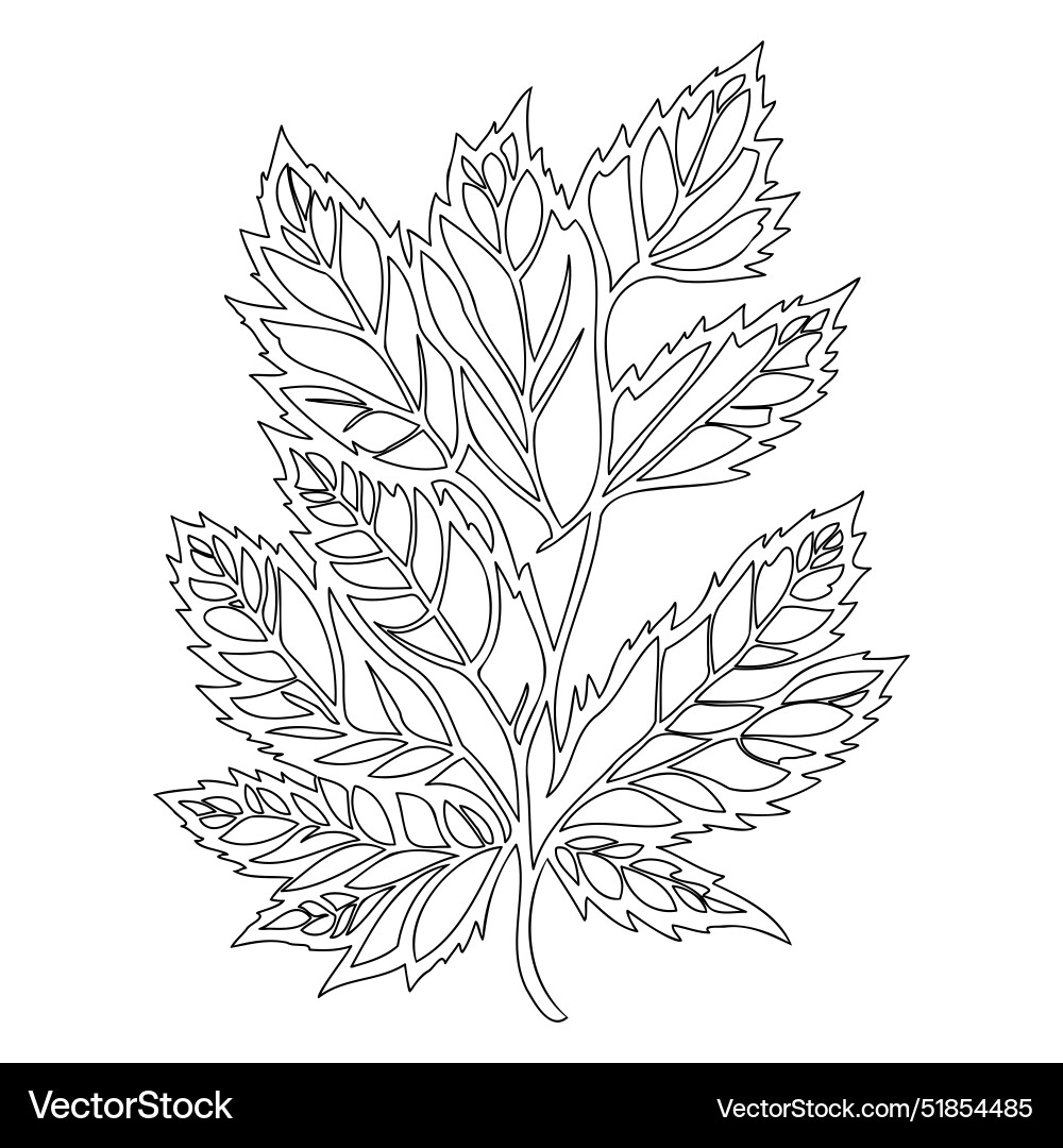 Maple leaf floral outline sketch Royalty Free Vector Image