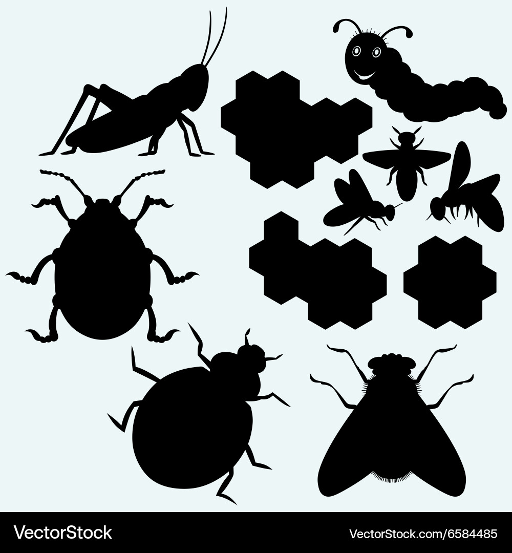 Species of insects Royalty Free Vector Image - VectorStock