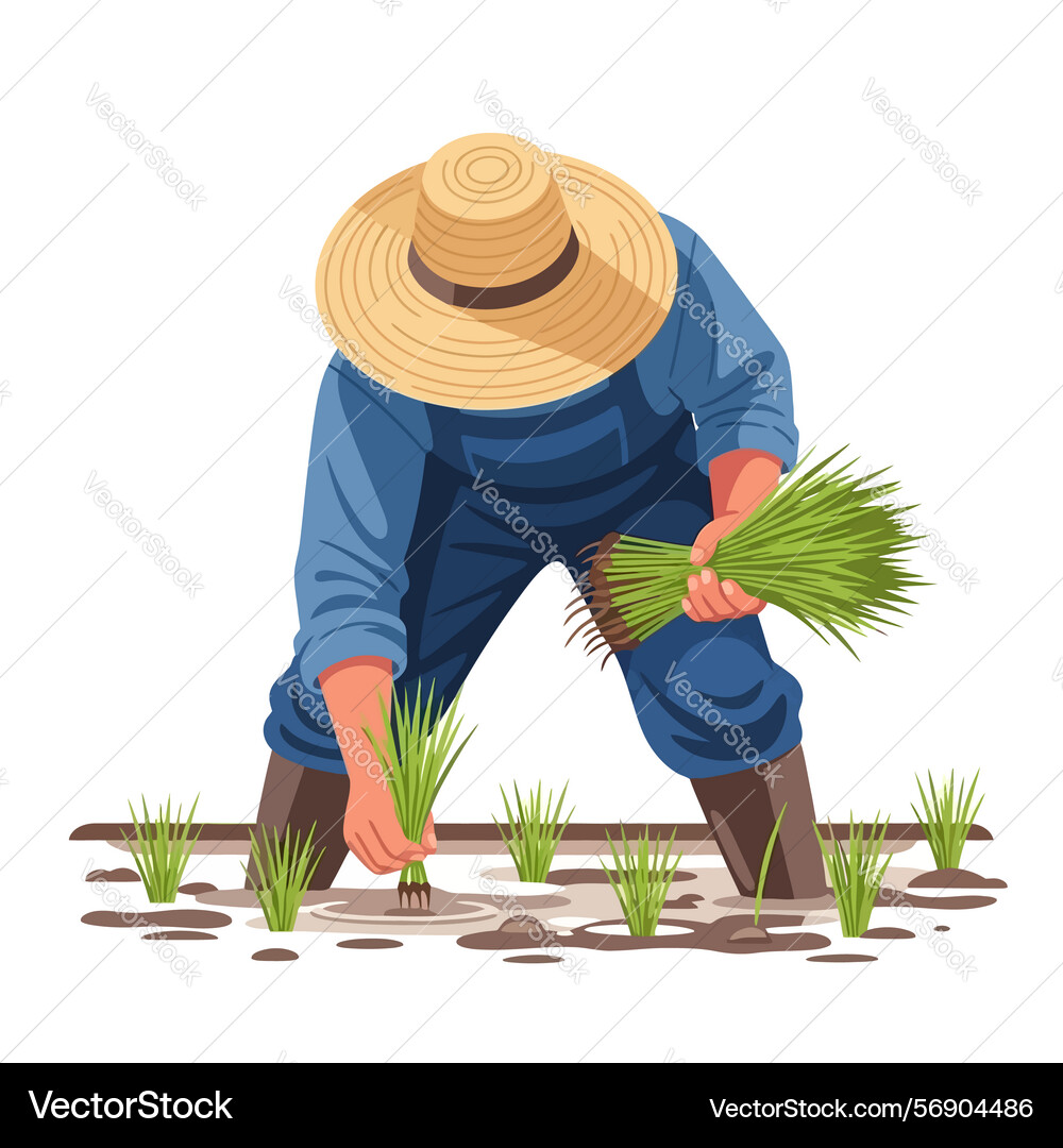 Planting rice seedlings farmer working Royalty Free Vector