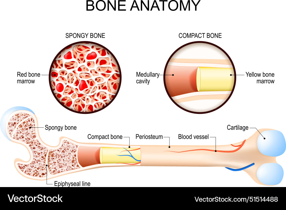 Bone anatomy femur structure Royalty Free Vector Image