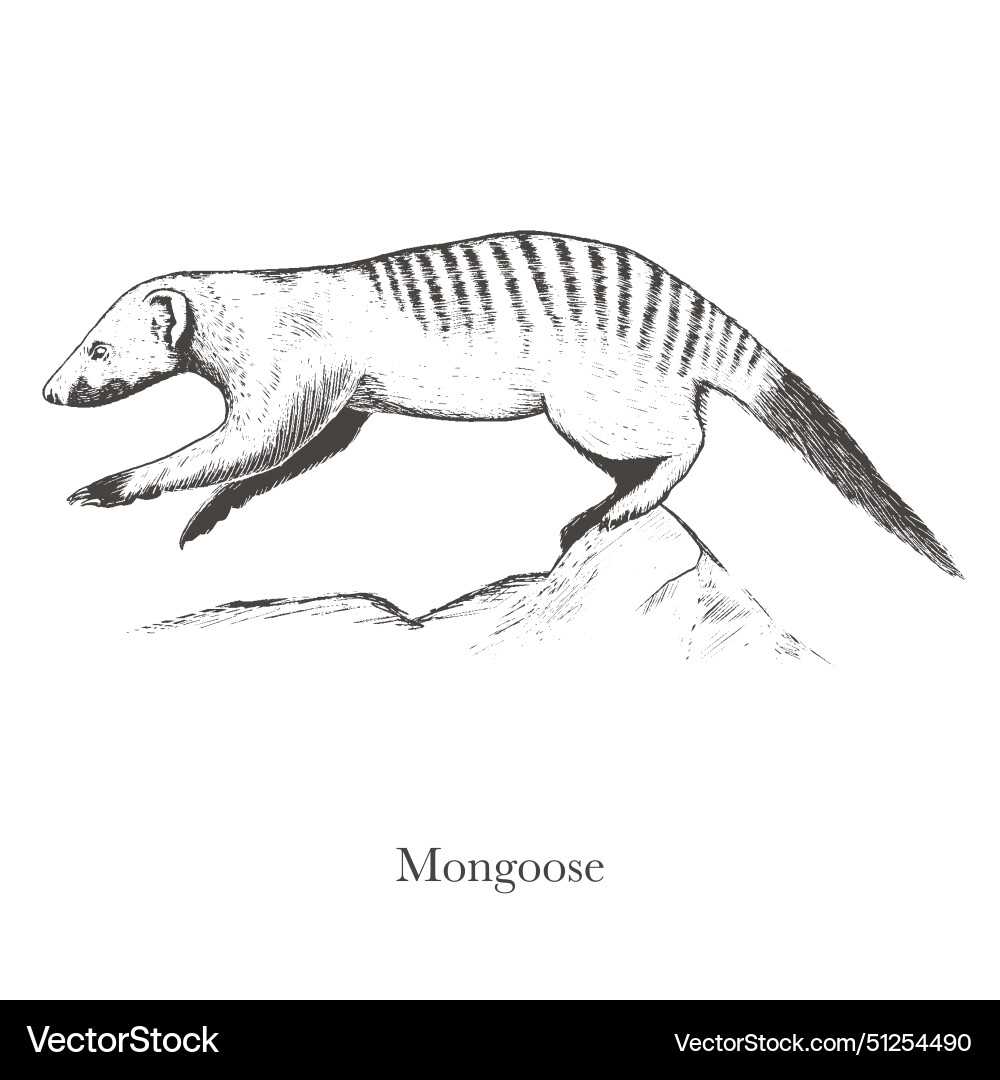 Banded mongoose herpestidae Royalty Free Vector Image